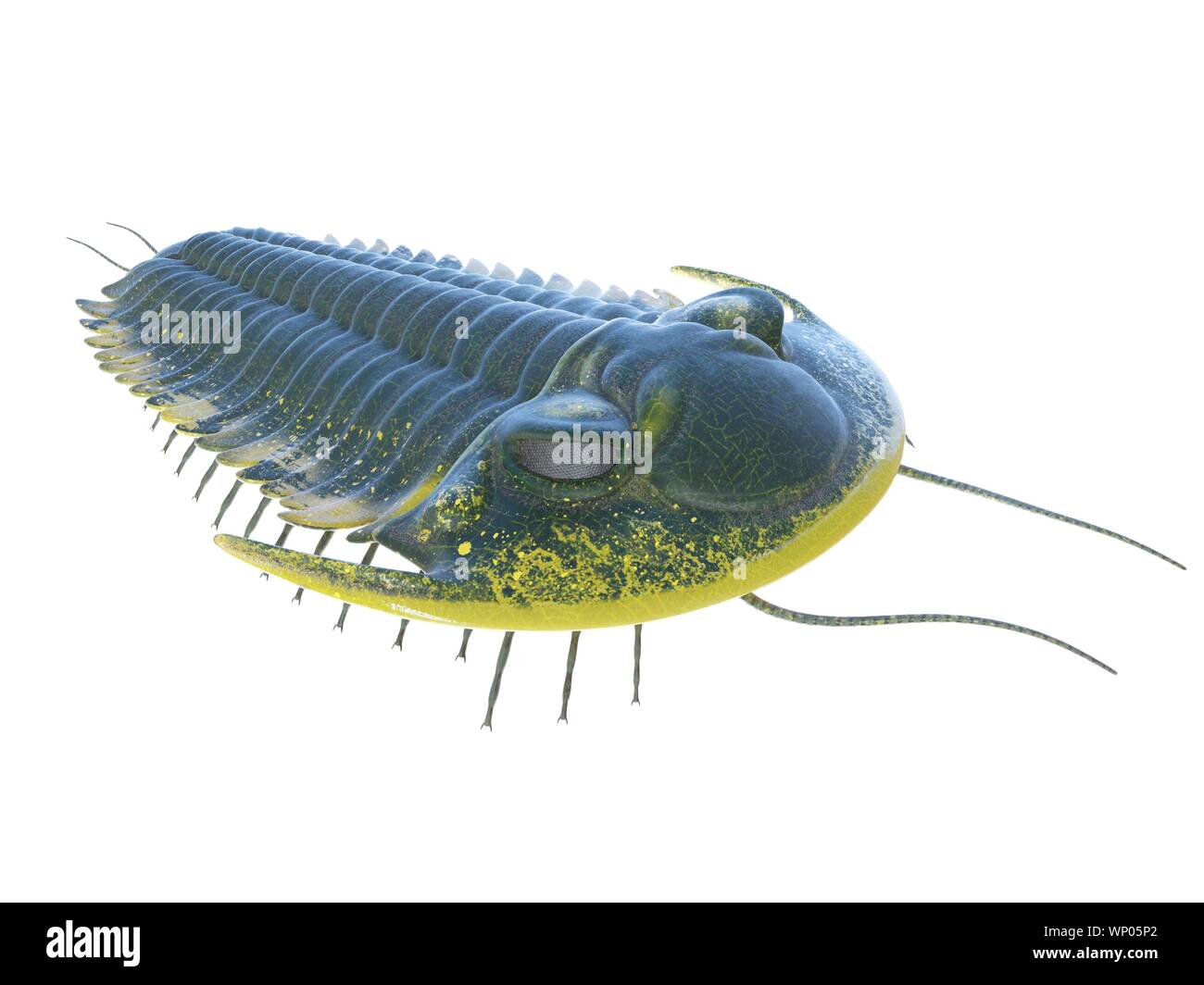 Cambrian trilobite Cut Out Stock Images & Pictures - Alamy