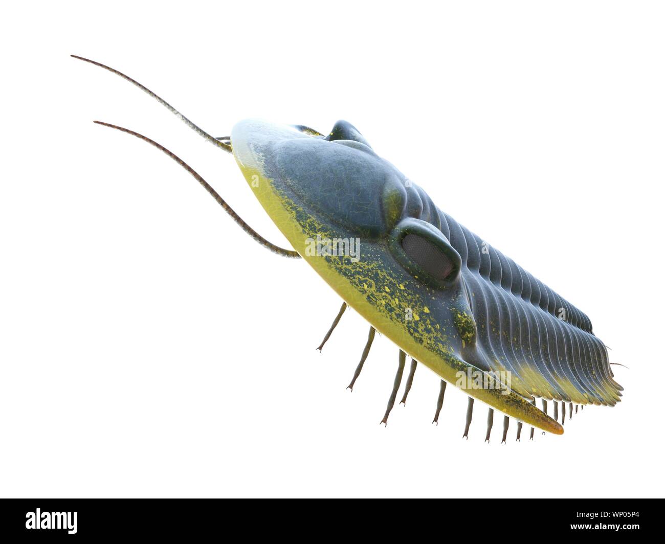 Trilobite artwork hi-res stock photography and images - Alamy