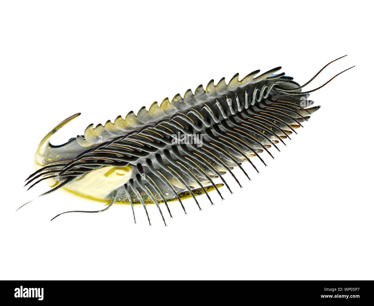Trilobite artwork hi-res stock photography and images - Alamy