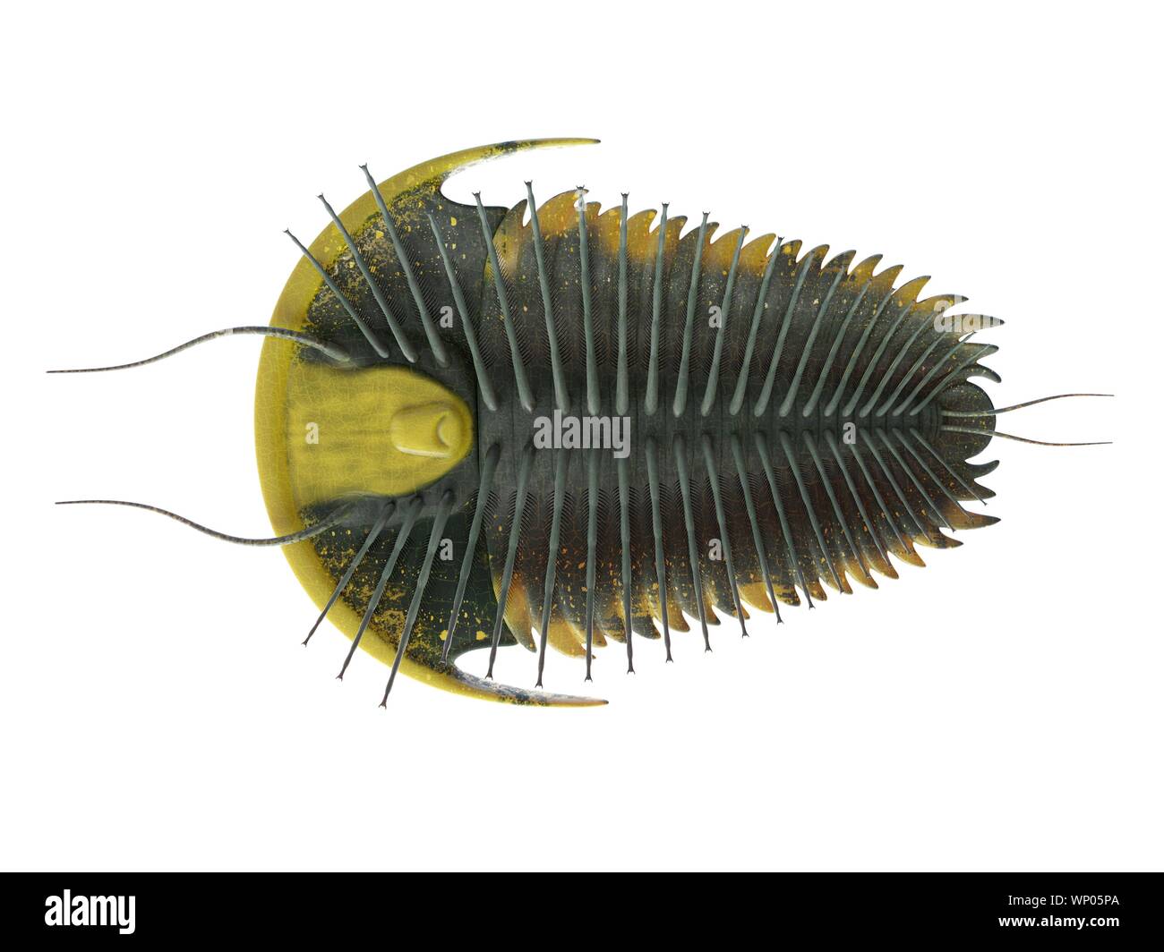 Cambrian trilobite Cut Out Stock Images & Pictures - Alamy