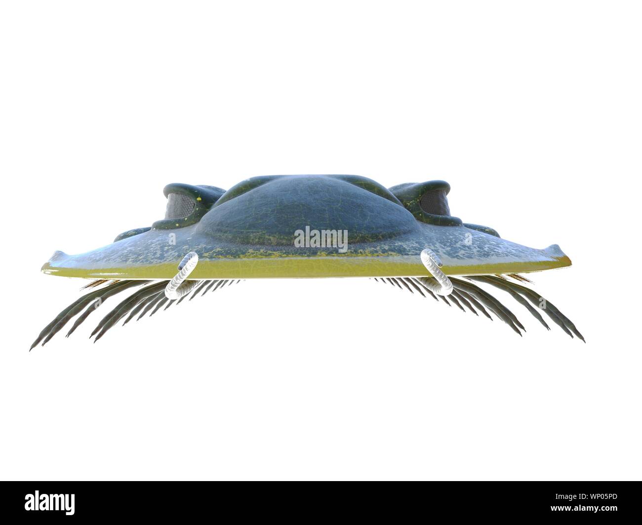 Trilobite artwork hi-res stock photography and images - Alamy