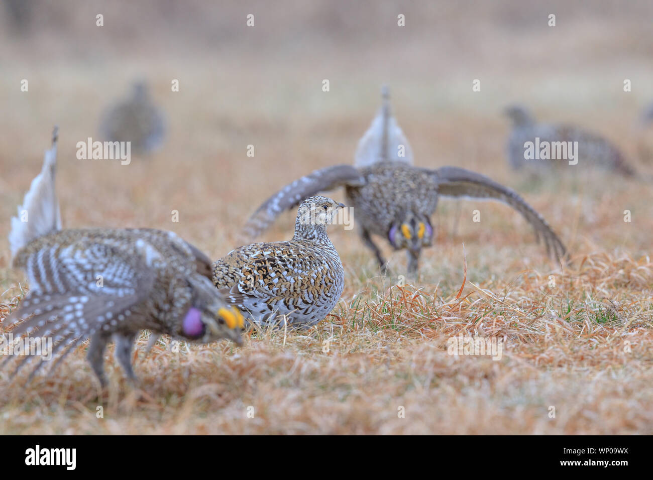 Sharp tailed grouse female hi-res stock photography and images - Alamy