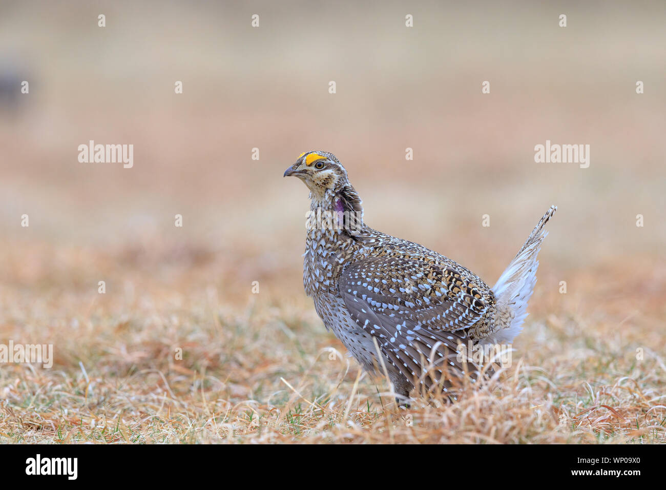 Male sharp-tailed grouse displaying on a lek in Namekagon Barrens ...
