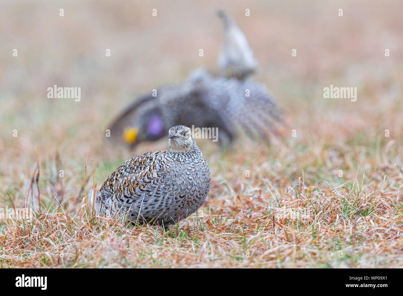 Female and male sharp-tailed grouse on a lek in Namekagon Barrens Stock ...