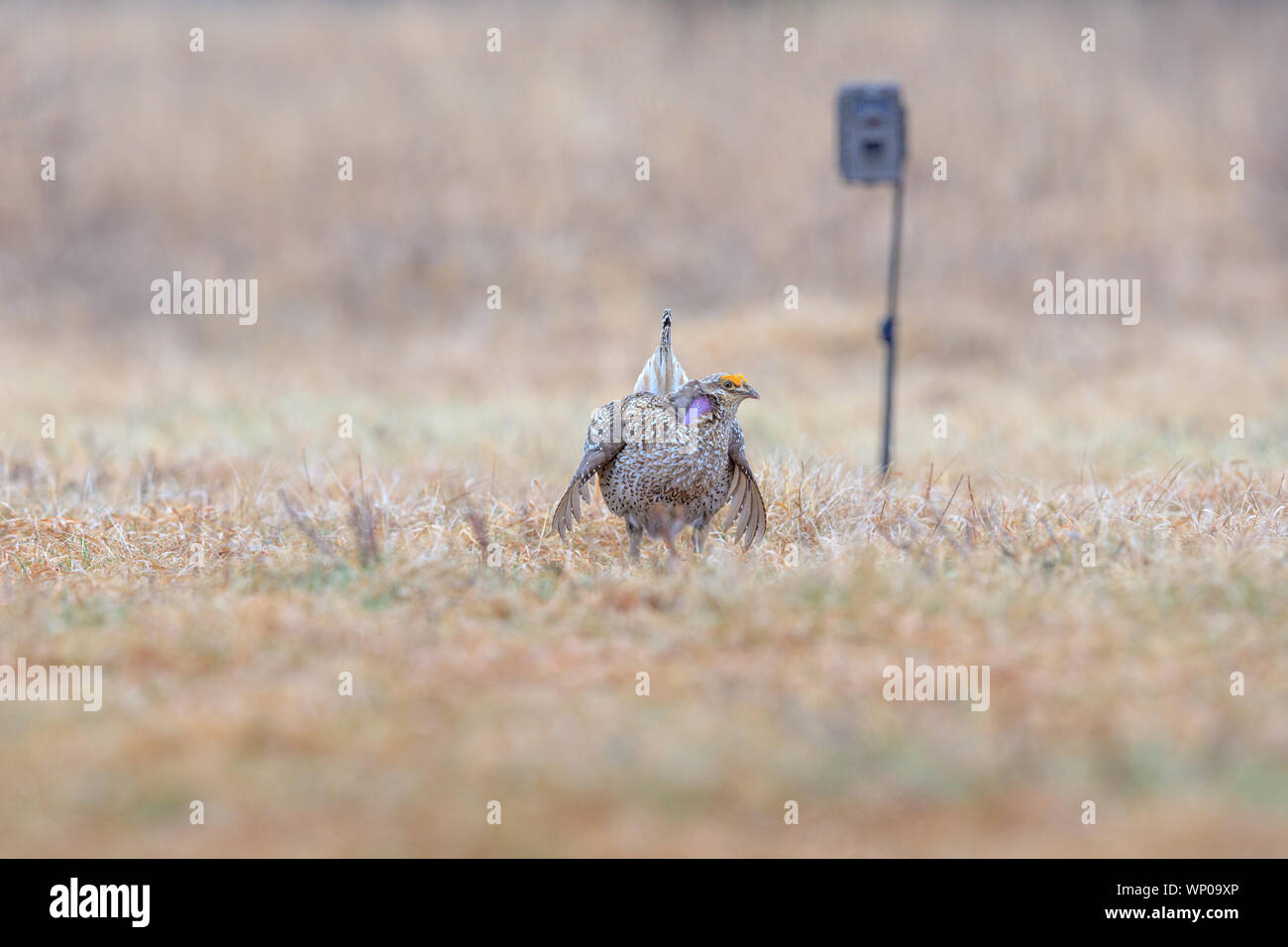 Monitoring sharp tailed grouse hi-res stock photography and images - Alamy