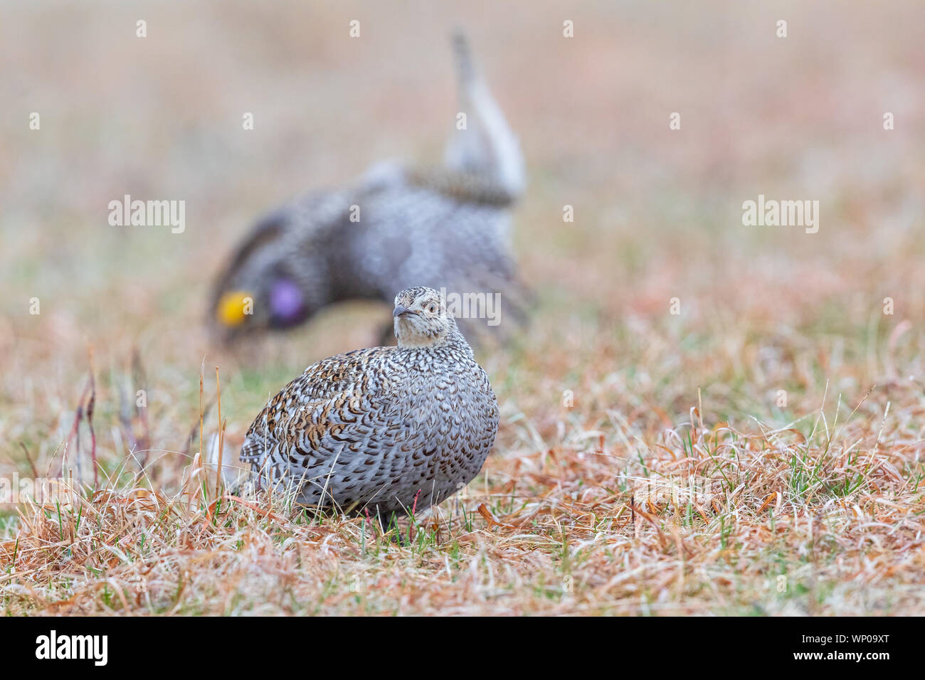 Female and male sharp-tailed grouse on a lek in Namekagon Barrens Stock ...