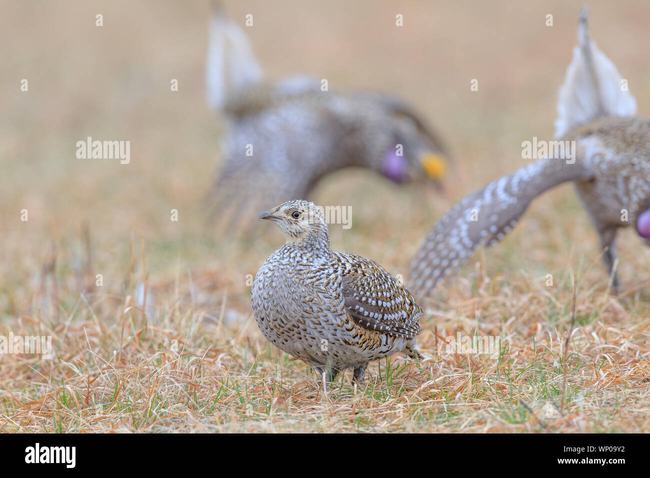 Sharp-tailed grouse dancing for a female on a lek in the Namekagon ...