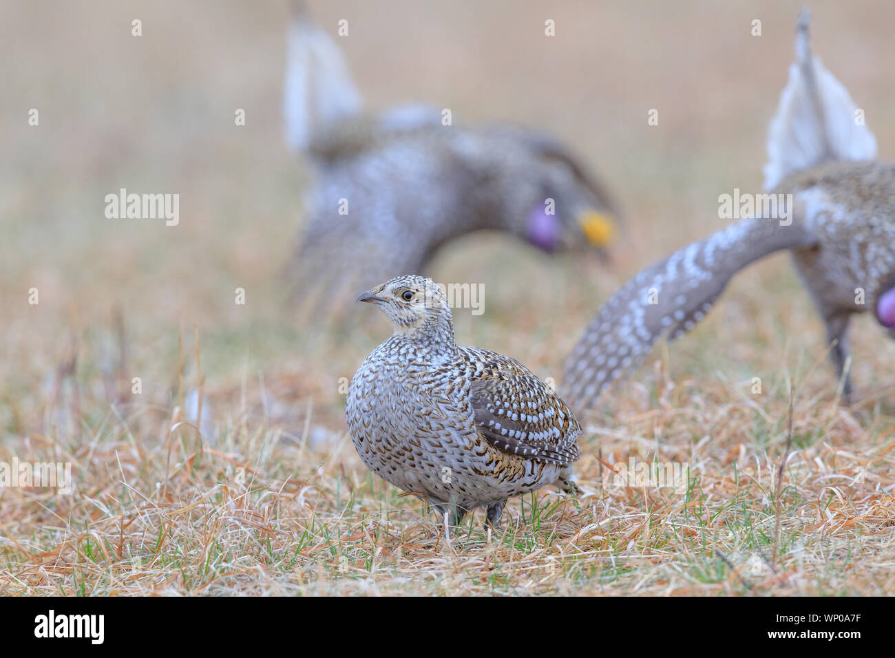 Sharp-tailed grouse dancing for a female on a lek in the Namekagon ...