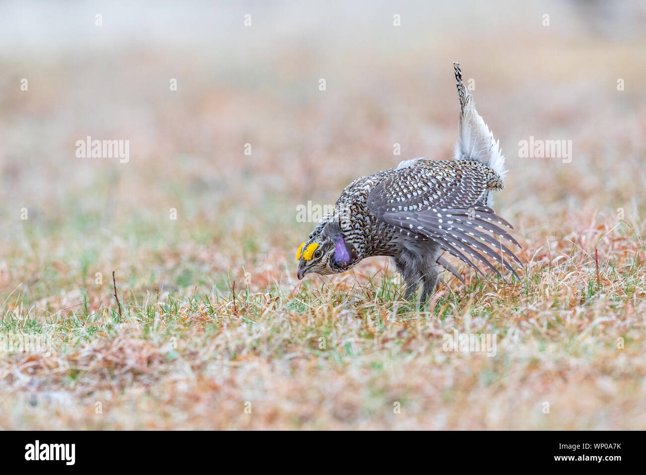 Sharp-tailed grouse dancing on a lek in the Namekagon Barrens Stock ...