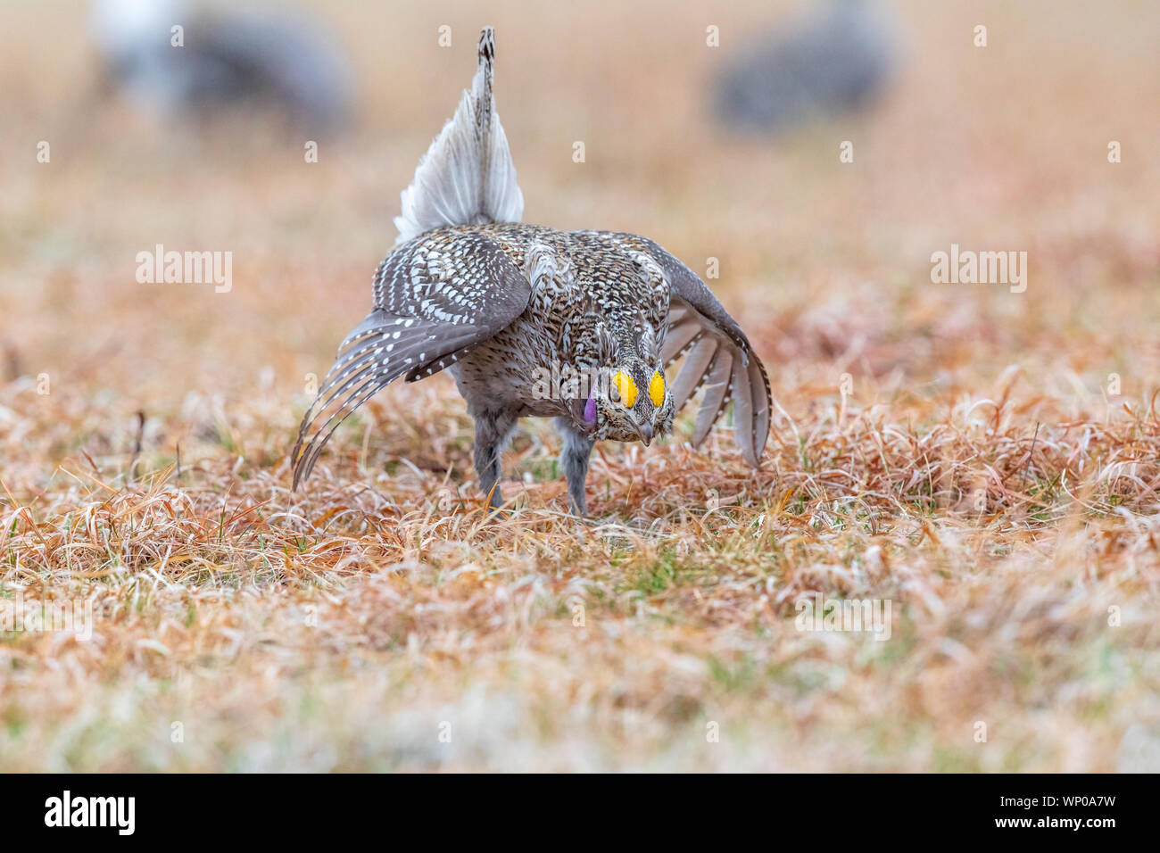 Sharp-tailed grouse dancing on a lek in the Namekagon Barrens Stock ...