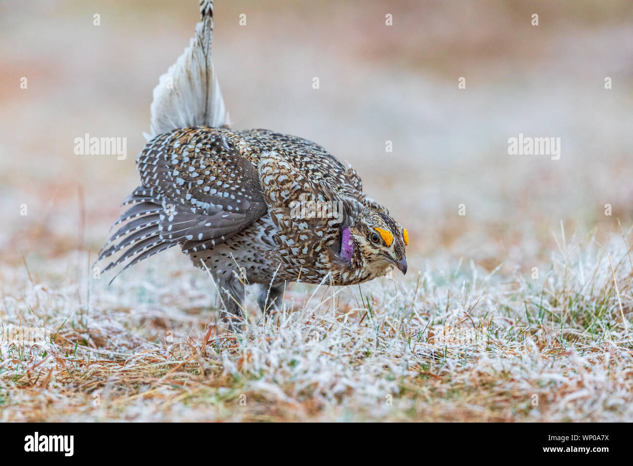 Sharp-tailed grouse dancing on a lek in the Namekagon Barrens Stock ...