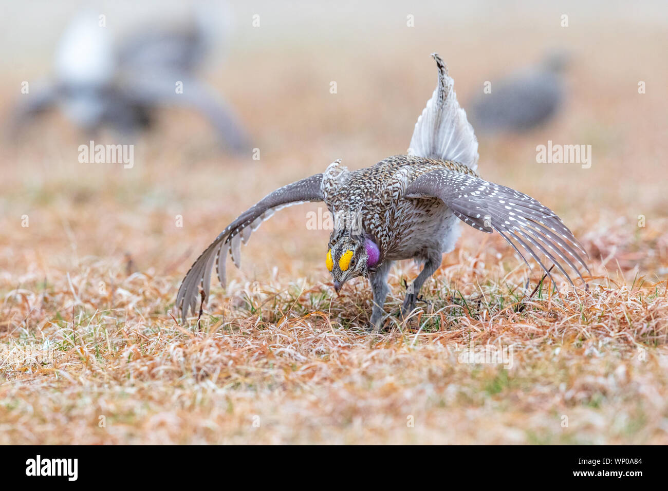Sharp-tailed grouse dancing on a lek in the Namekagon Barrens Stock ...