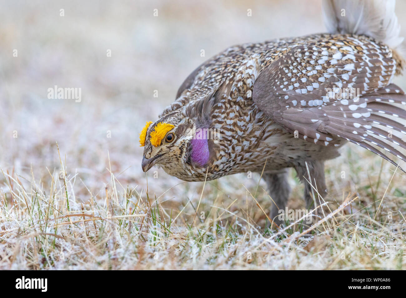 Sharp-tailed grouse dancing on a lek in the Namekagon Barrens Stock ...