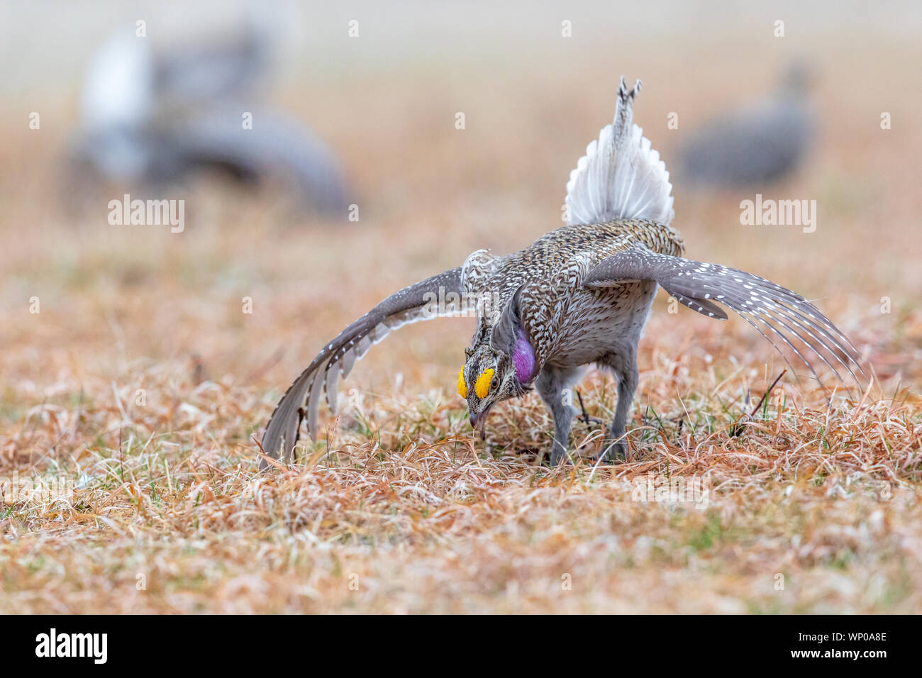 Sharp-tailed grouse dancing on a lek in the Namekagon Barrens Stock ...