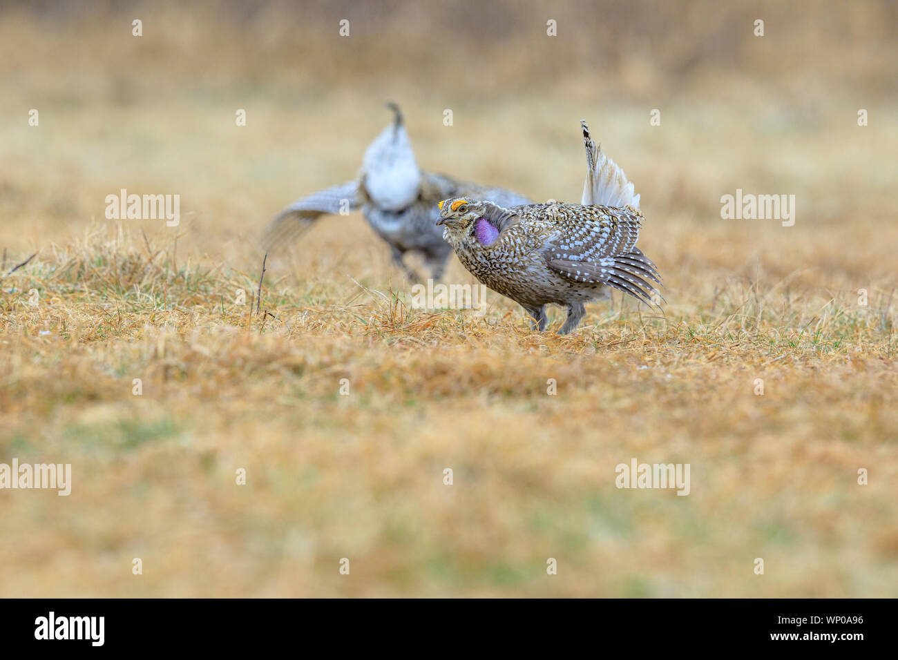 Male sharp-tailed grouse dancing on a lek in Namekagon Barrens (Danbury ...