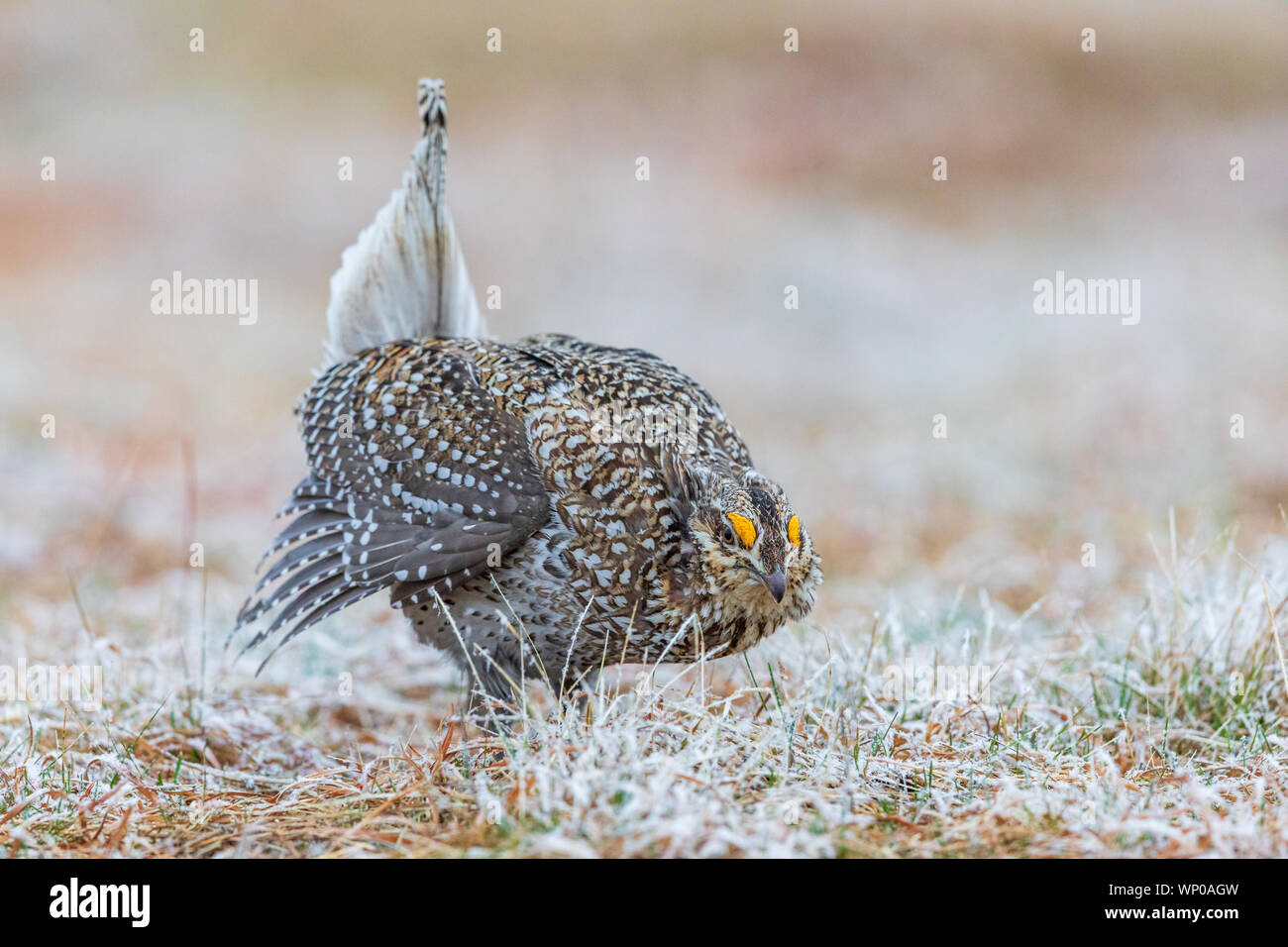 Sharp-tailed grouse dancing on a lek in the Namekagon Barrens Stock ...
