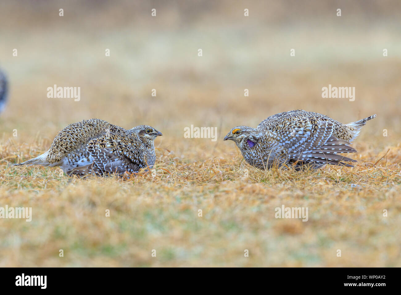 Two male sharp-tailed grouse facing off on a lek in Namekagon Barrens ...