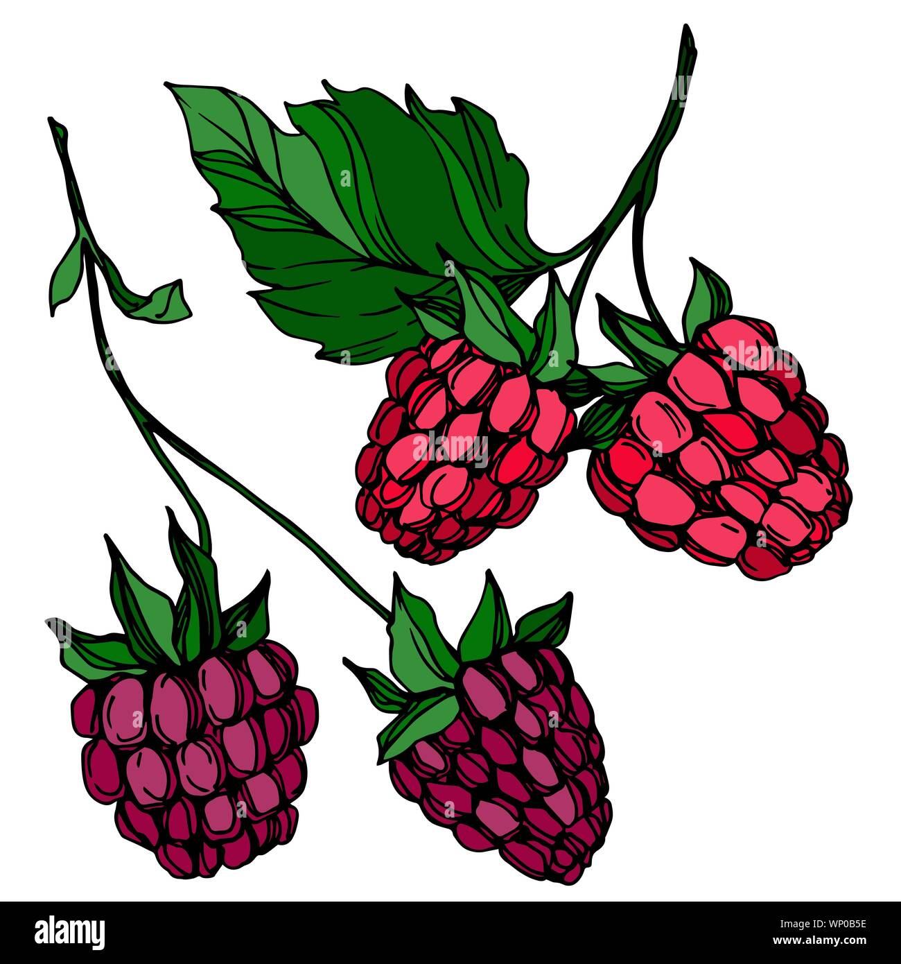 Vector Raspberry healthy food fresh berry isolated element. Black and ...