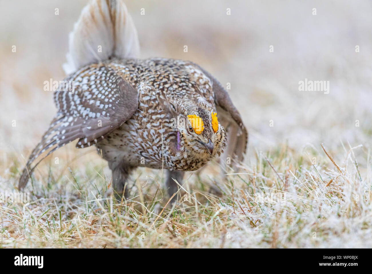 Sharp-tailed grouse dancing on a lek in the Namekagon Barrens Stock ...