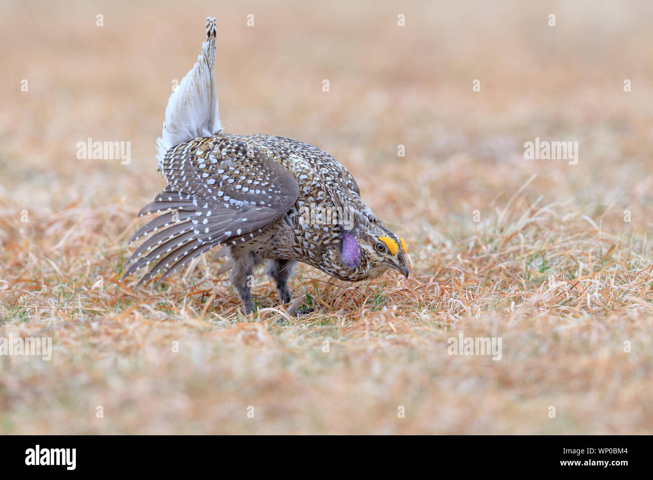 Male sharp-tailed grouse dancing on a lek in Namekagon Barrens (Danbury ...