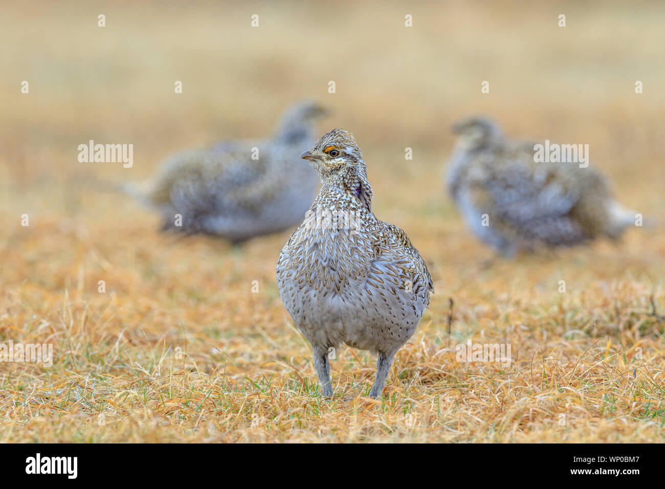 Three sharptails hi-res stock photography and images - Alamy