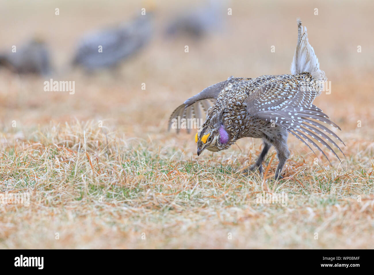 Sharp-tailed grouse dancing on a lek in the Namekagon Barrens Stock ...