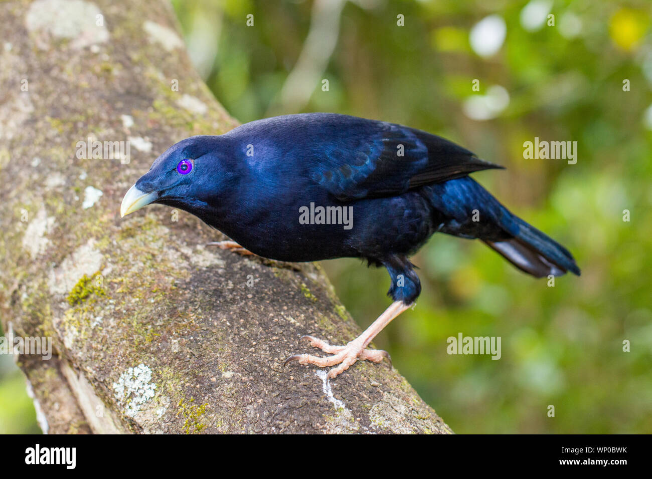 Male Satin Bowerbird Stock Photo - Alamy