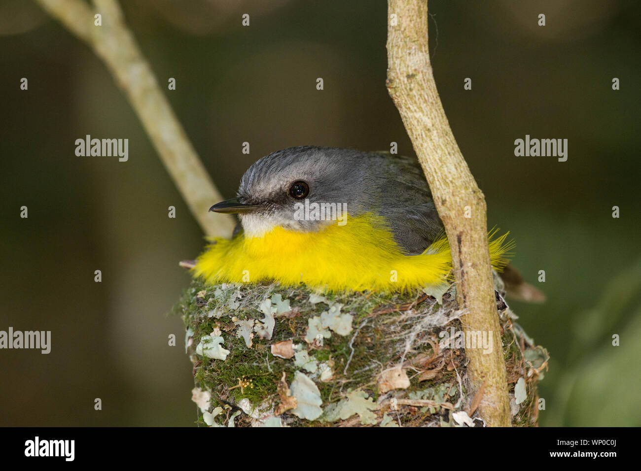Australian Eastern Yellow Robin sitting on nest Stock Photo - Alamy