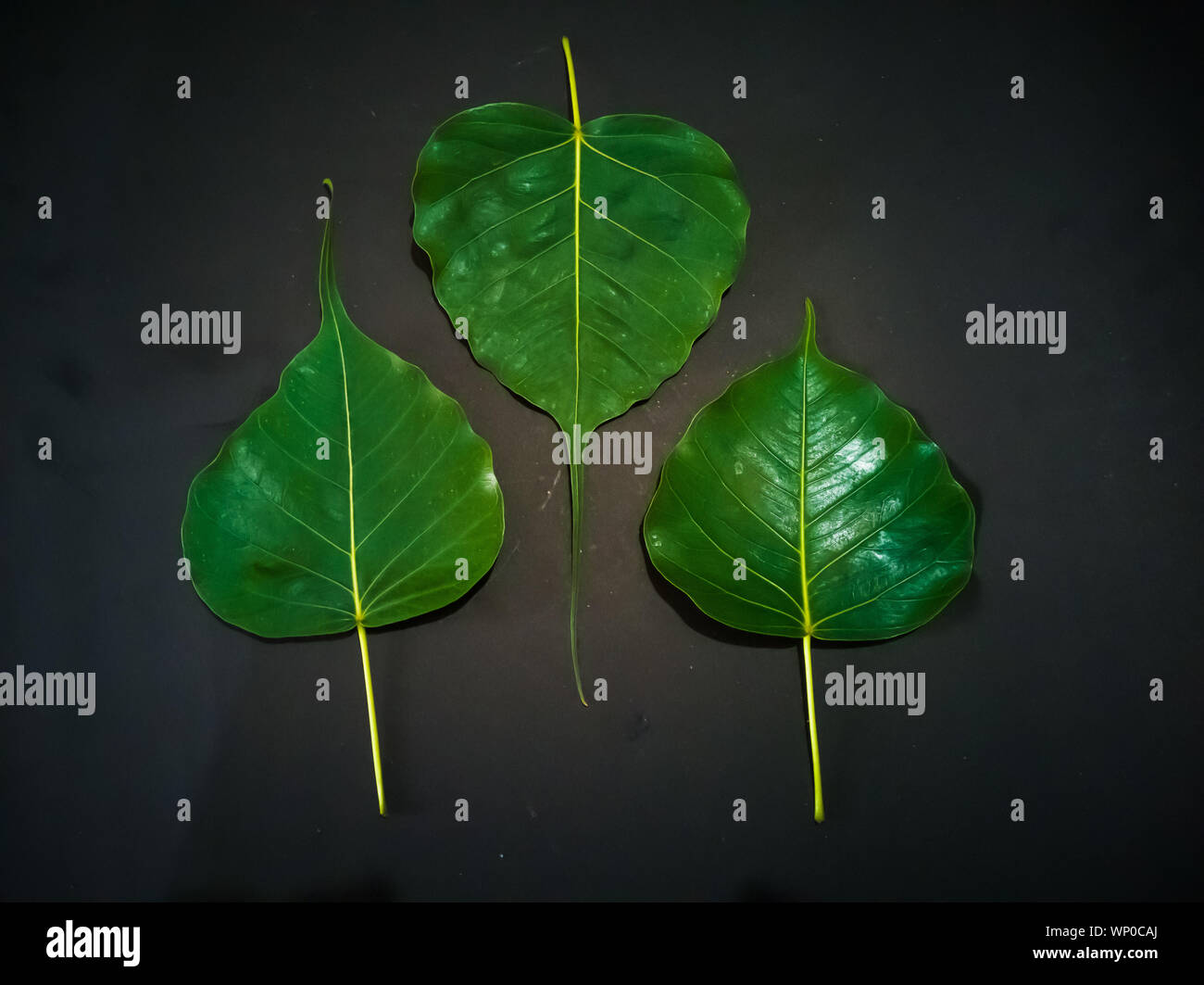 Baniyan tree hi-res stock photography and images - Alamy