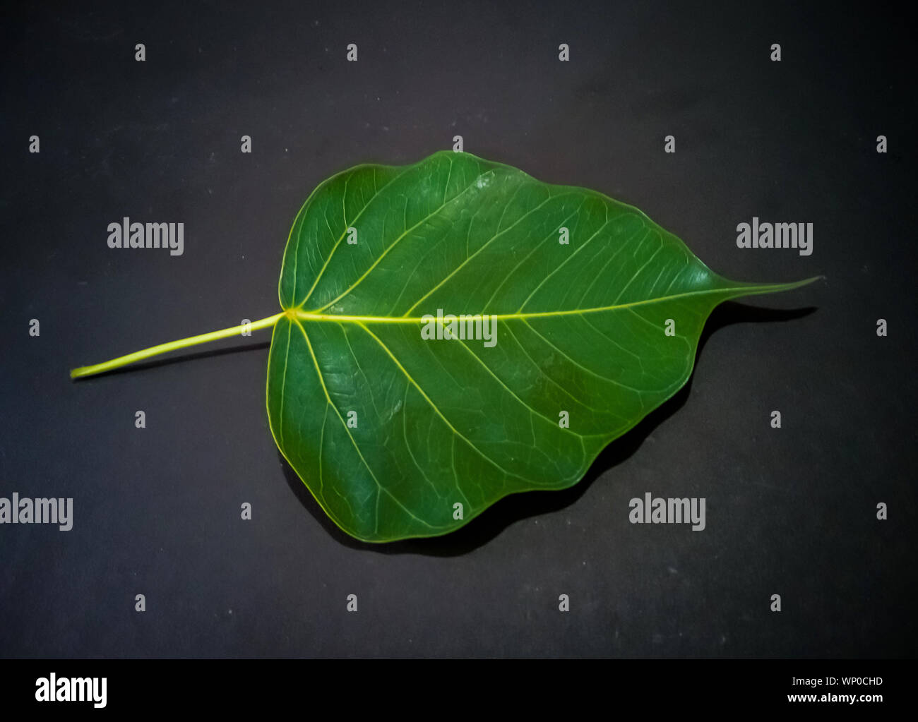 Baniyan hi-res stock photography and images - Alamy