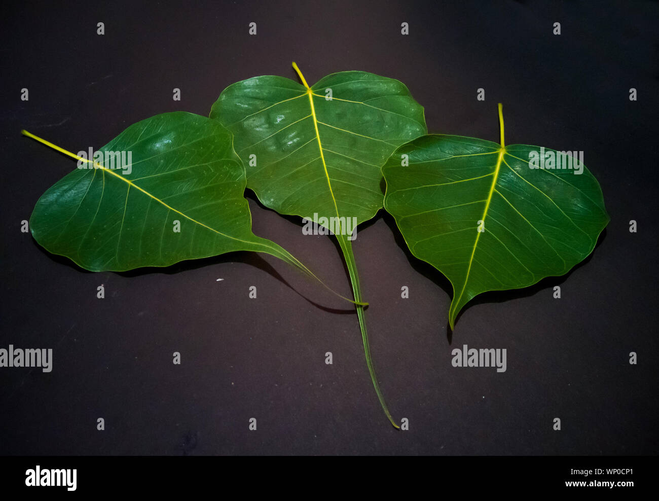 Baniyan tree hi-res stock photography and images - Alamy