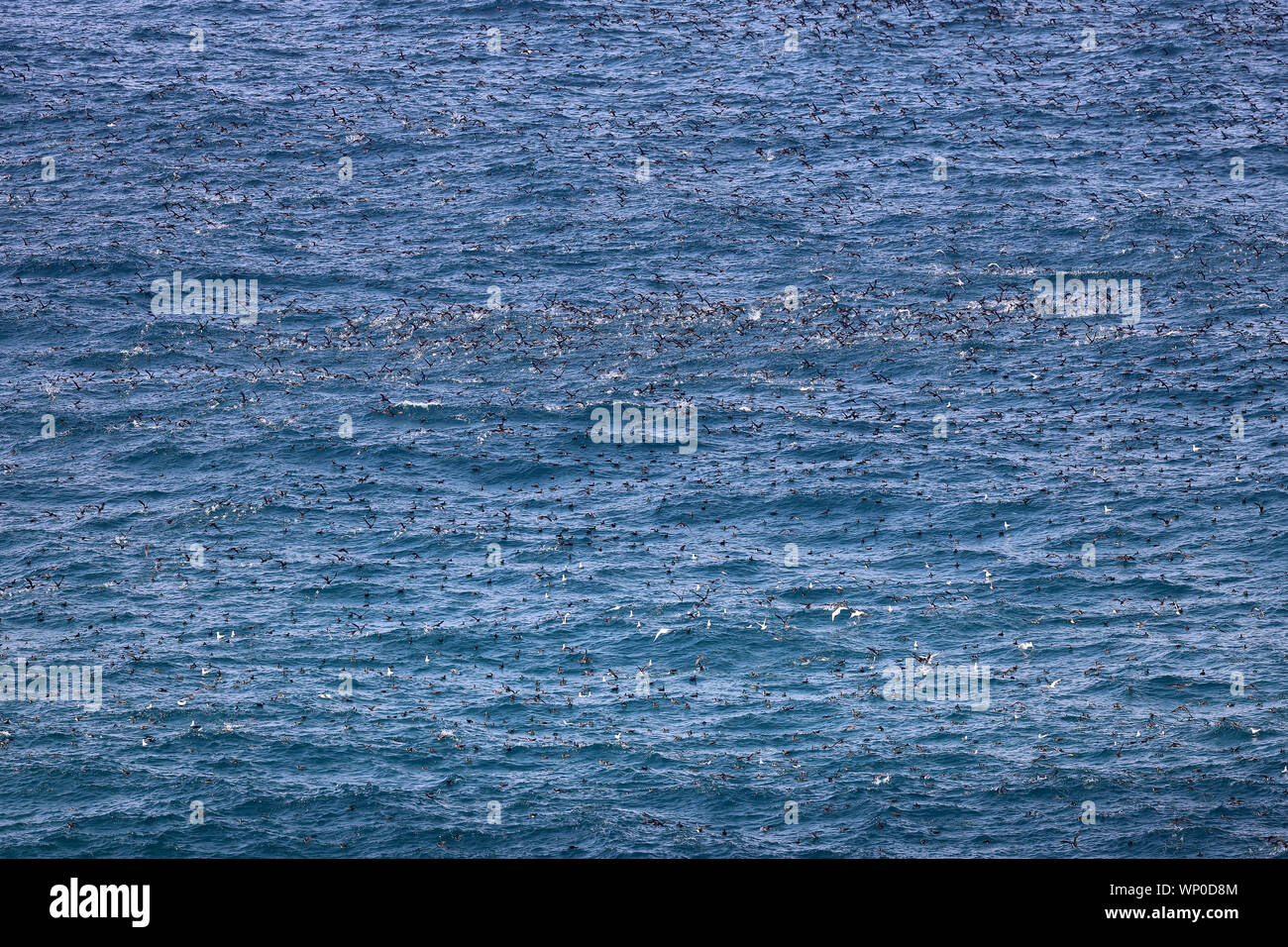 Large flock of Hutton's Shearwater Birds of Sydney Australia Stock ...