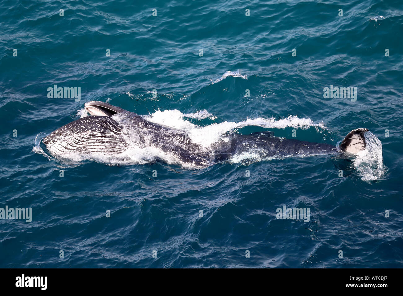 Humpback Whale feeding on small fish on the surface Stock Photo - Alamy