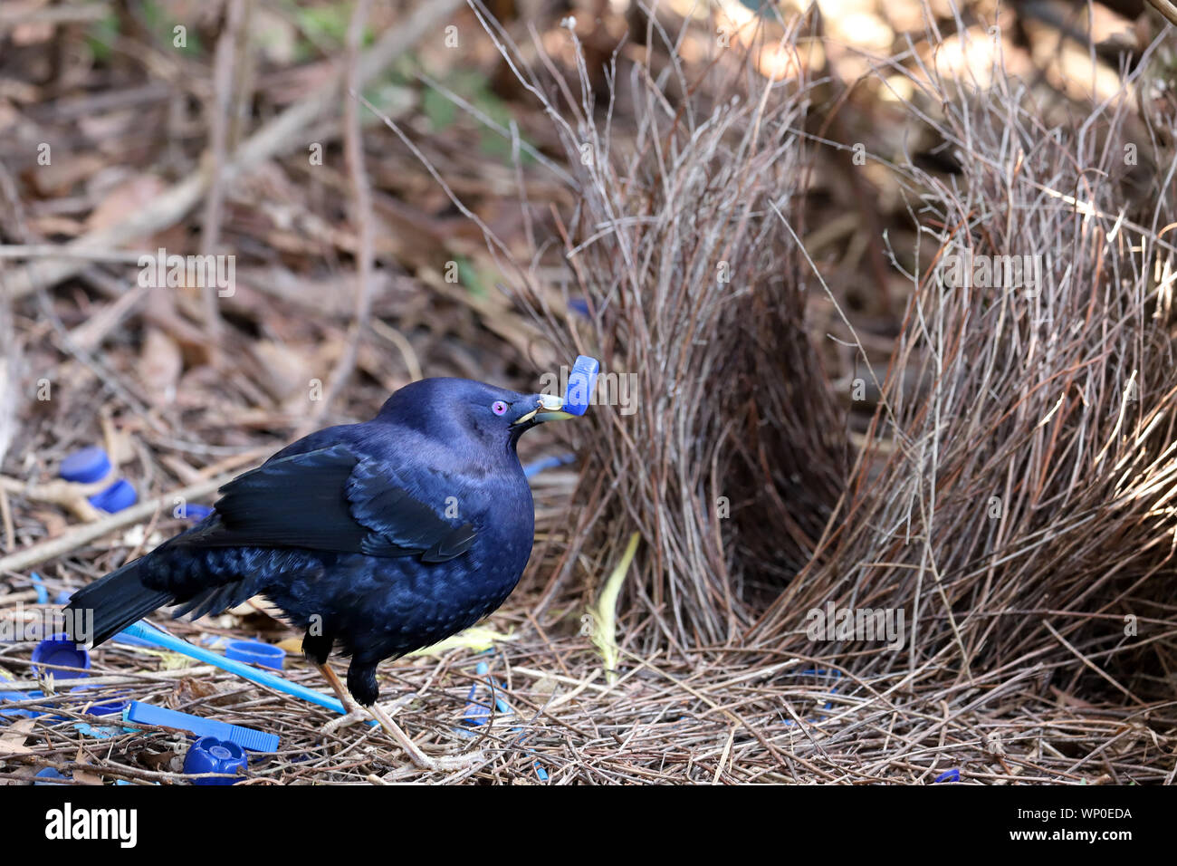 Satin Bowerbird in courtship display by it's Bower Stock Photo - Alamy
