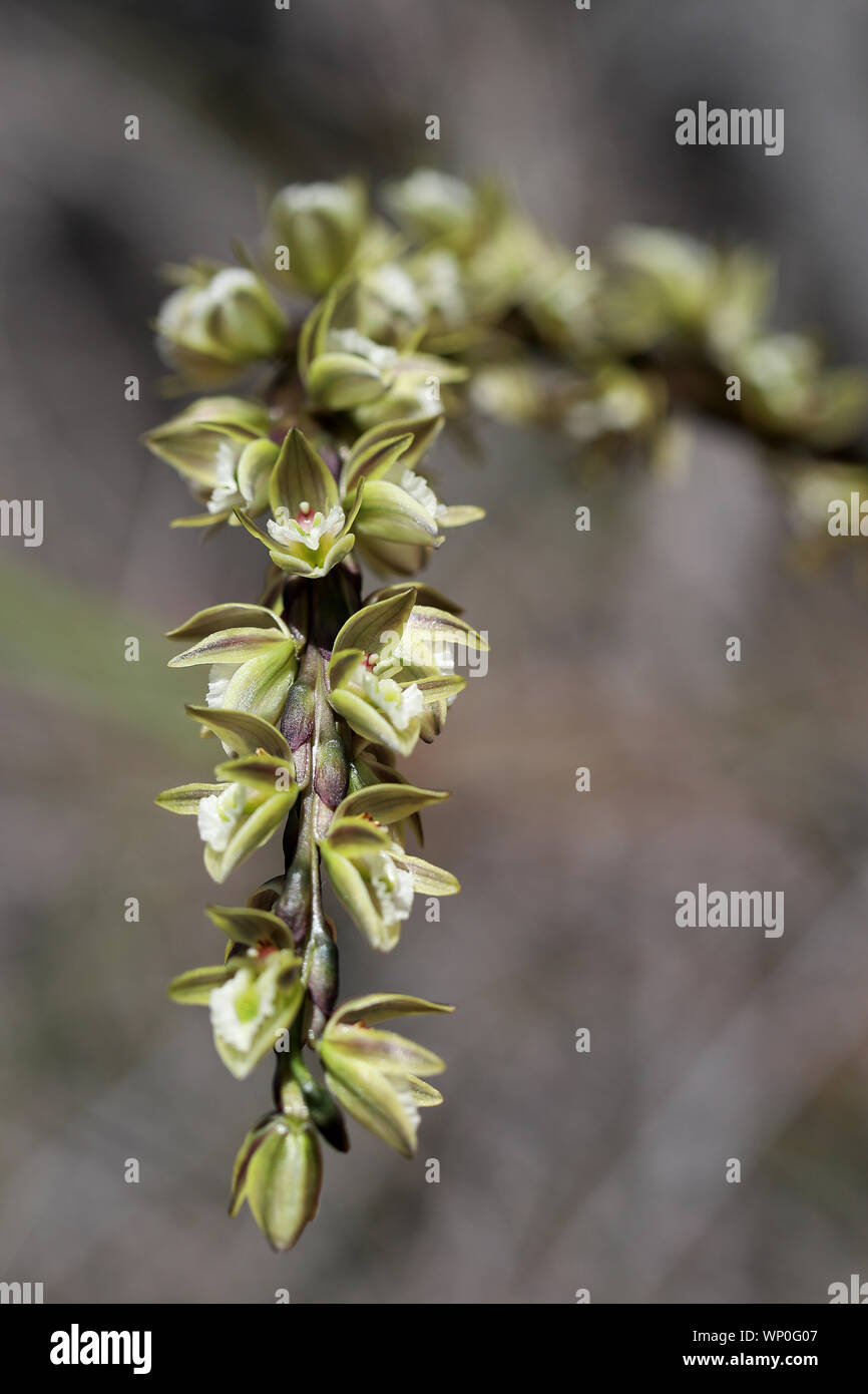 Tall leek orchid Stock Photo - Alamy
