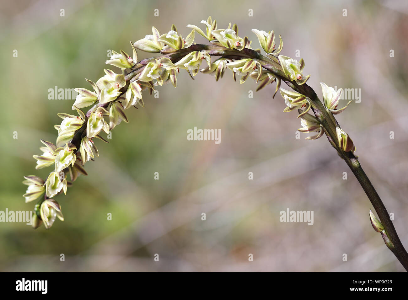 Tall leek orchid Stock Photo - Alamy