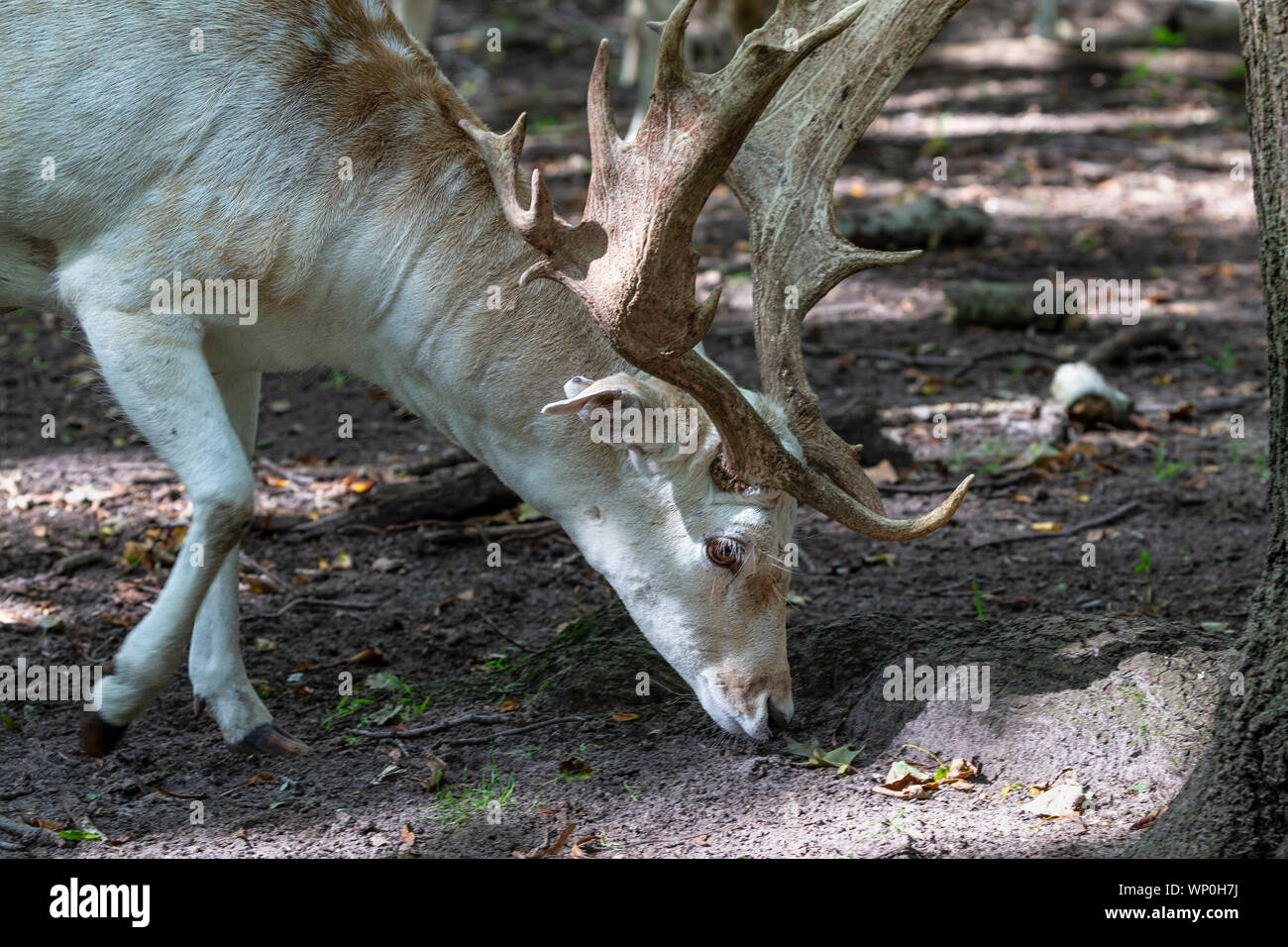 The fallow deer (Dama dama) is native species to Europe Stock Photo - Alamy