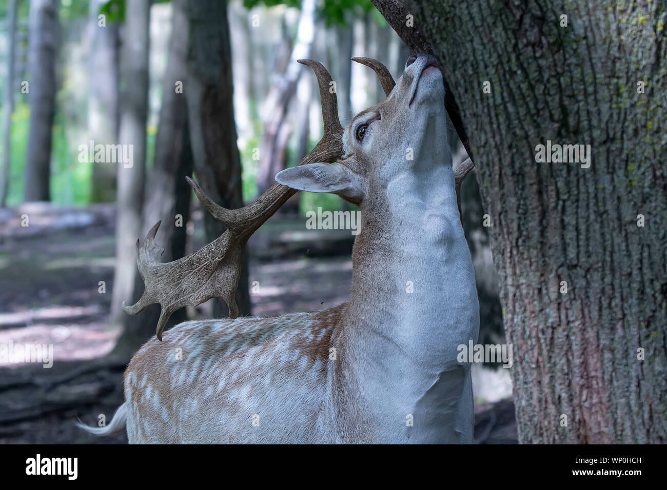 The fallow deer (Dama dama) is native species to Europe Stock Photo - Alamy