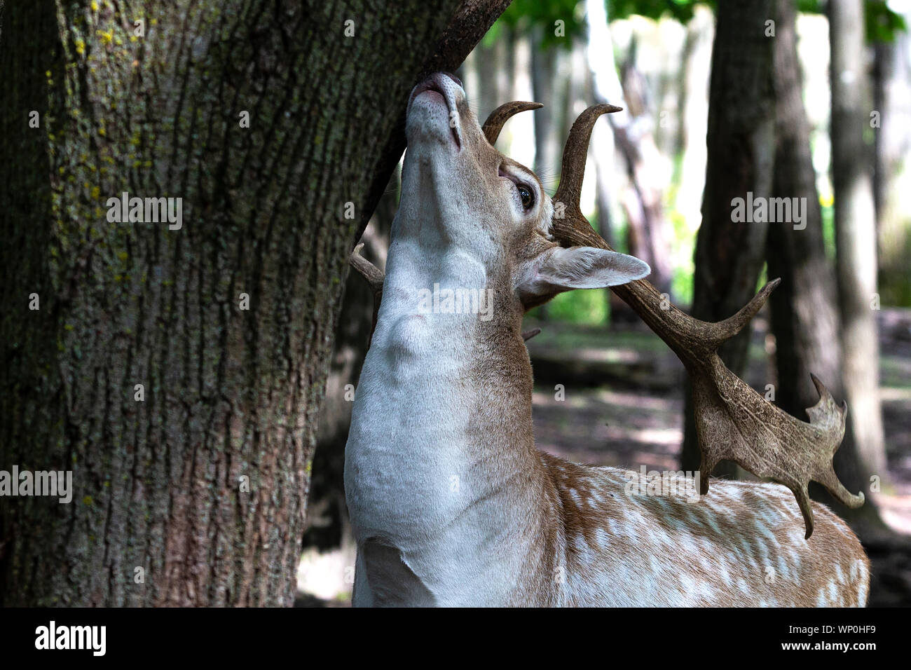 The fallow deer (Dama dama) is native species to Europe Stock Photo - Alamy