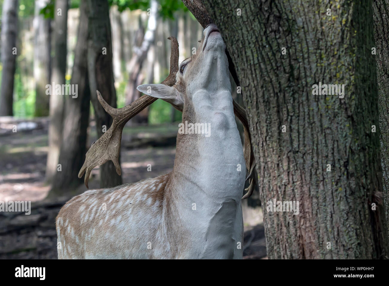 The fallow deer (Dama dama) is native species to Europe Stock Photo - Alamy