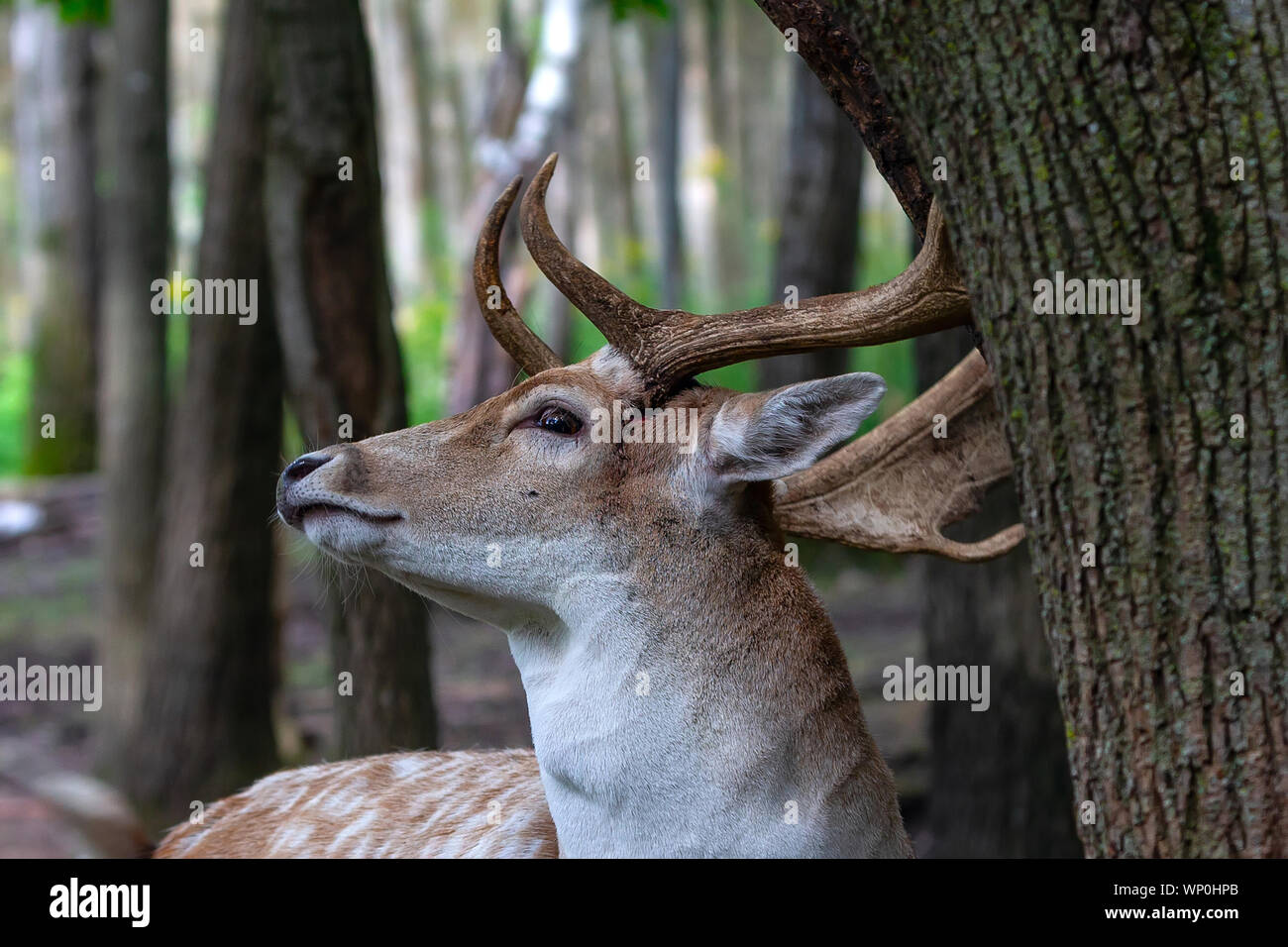 The fallow deer (Dama dama) is native species to Europe Stock Photo - Alamy