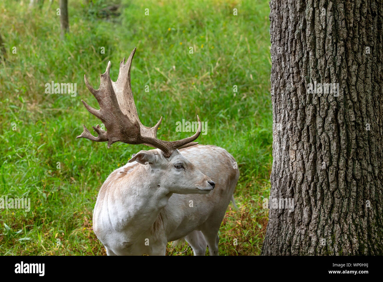 The fallow deer (Dama dama) is native species to Europe Stock Photo - Alamy