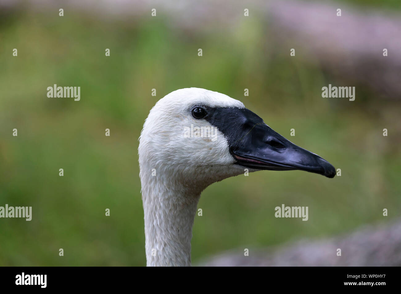 The trumpeter swan (Cygnus buccinator) ,bird of north America Stock ...