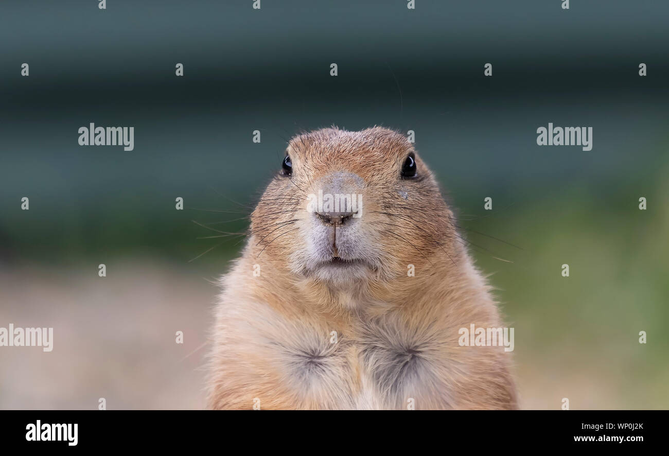 Black tailed prairie dogs montana hi-res stock photography and images ...