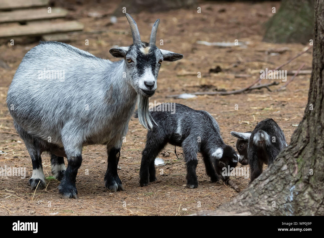 Pygmy Goat Kids