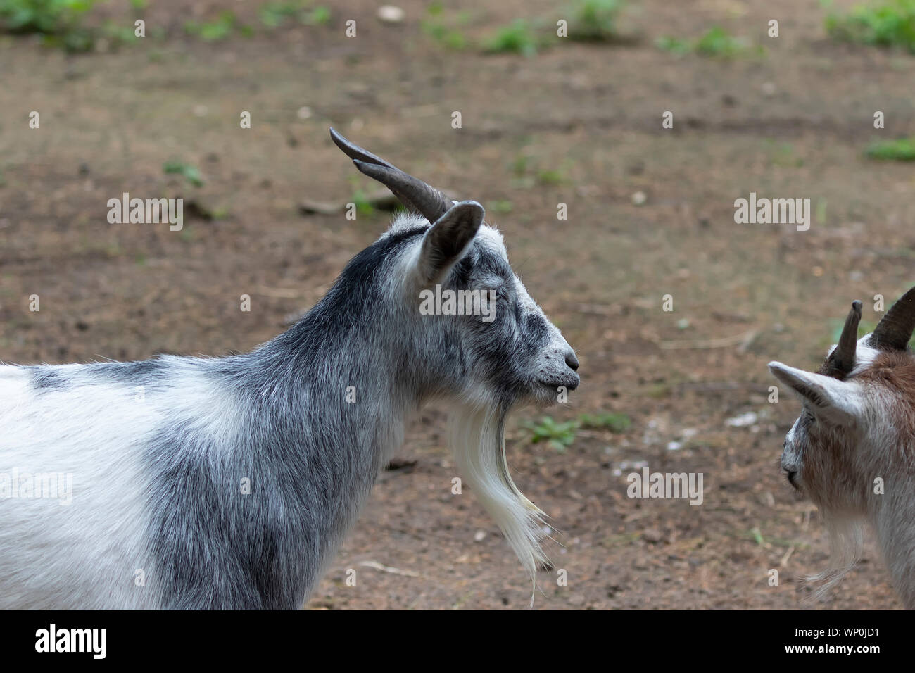 The pygmy goat with their kids in wildlife park. African pygmy goat is ...