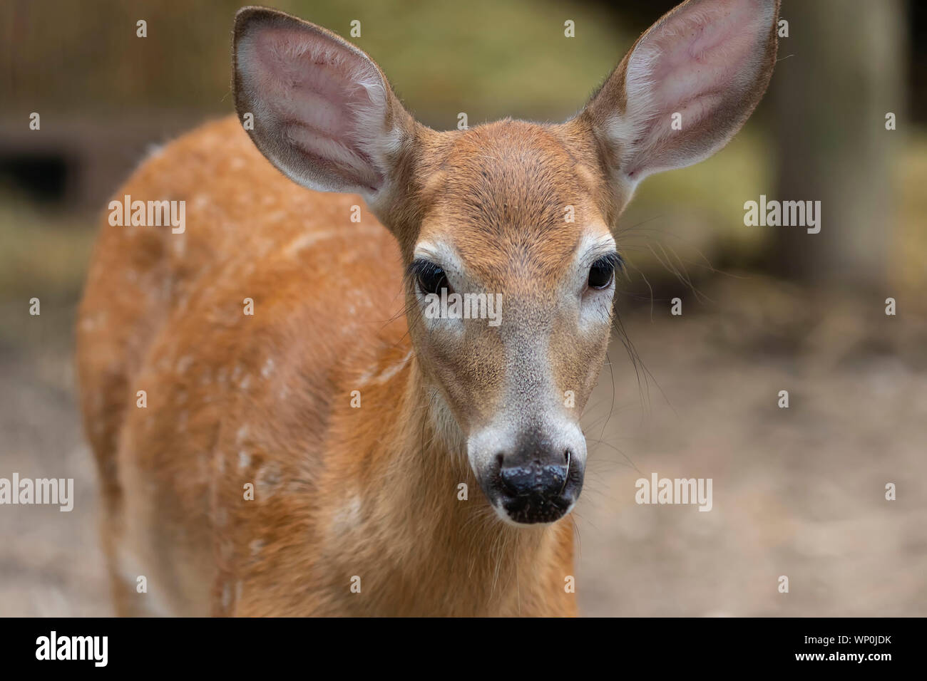 White tailed deer in the forest Stock Photo - Alamy