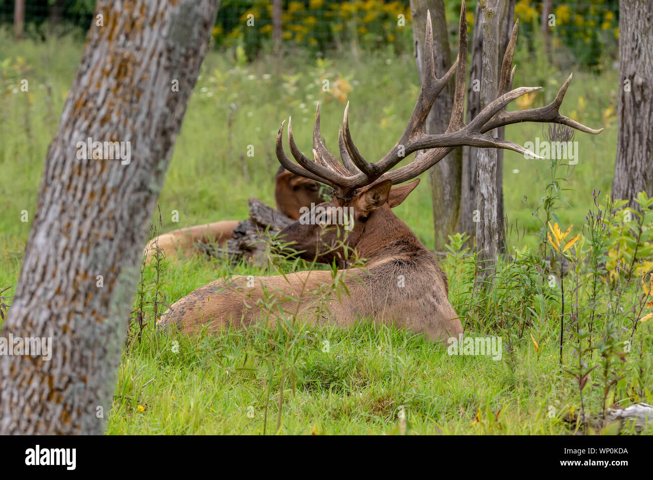 Wapiti fight hi-res stock photography and images - Alamy