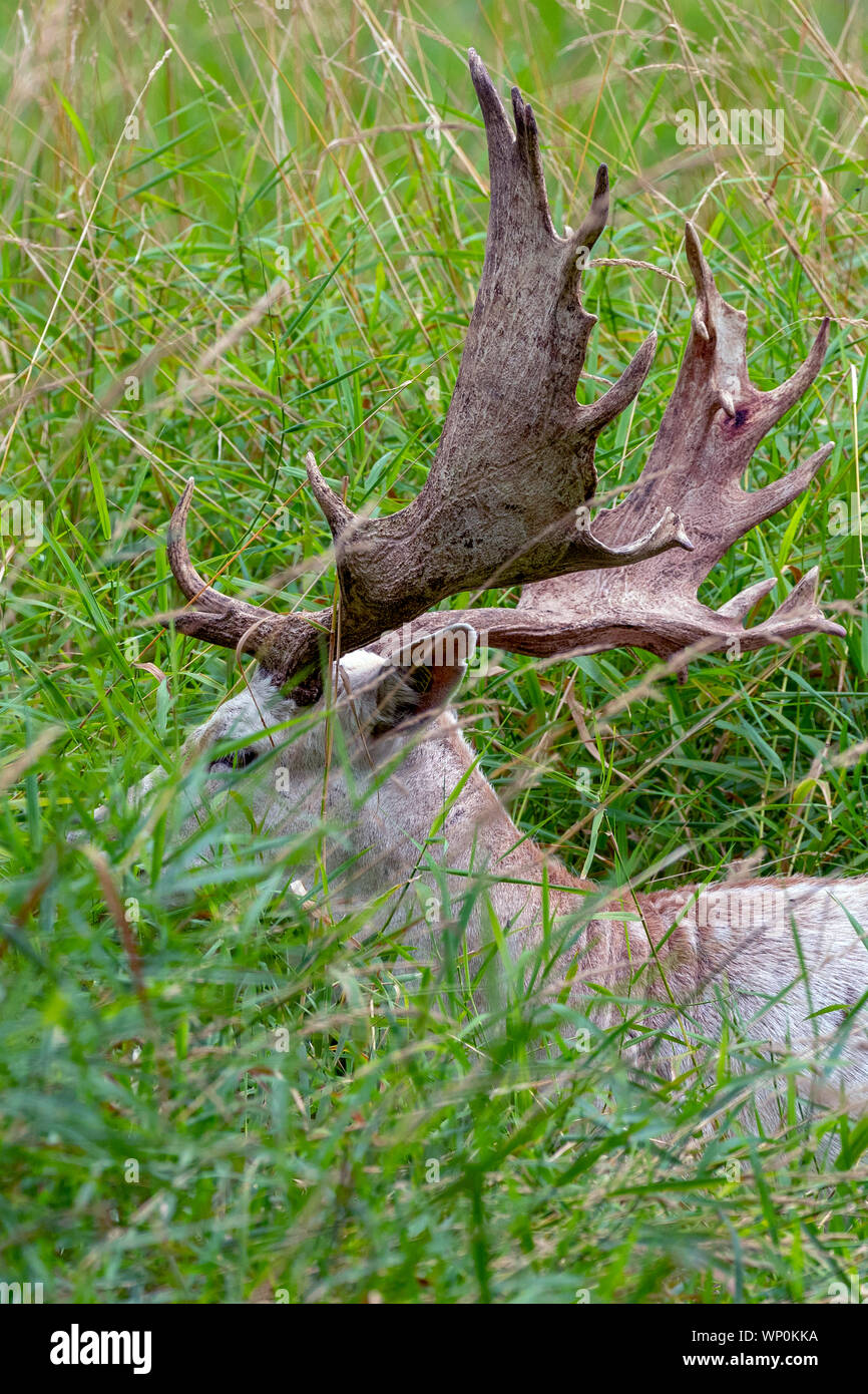 The fallow deer (Dama dama) is native species to Europe Stock Photo - Alamy