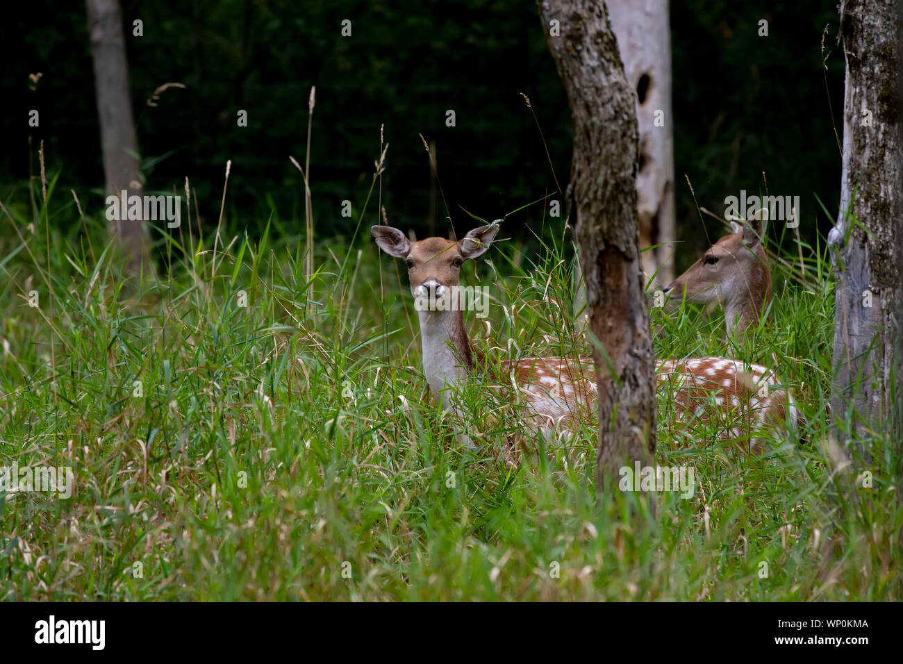 Whitetail Deer Doe High Resolution Stock Photography and Images - Alamy